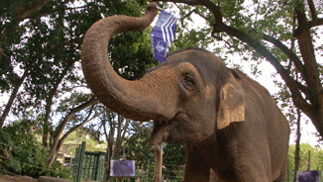 Perth Zoo elephants 'Fly the Flag'